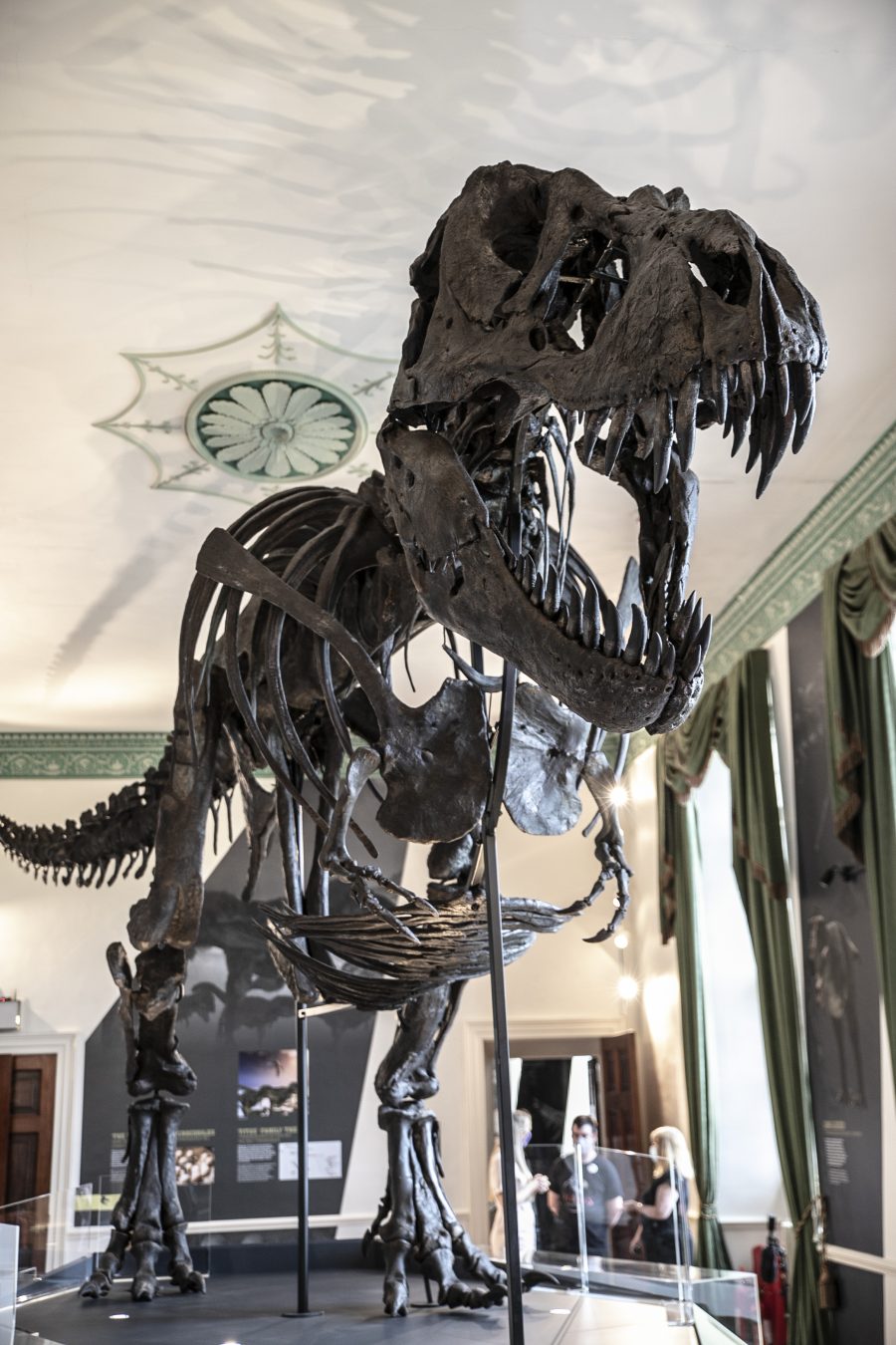 Announcing the First Exclusive T. rex Prehistoric Secret Science Show ...